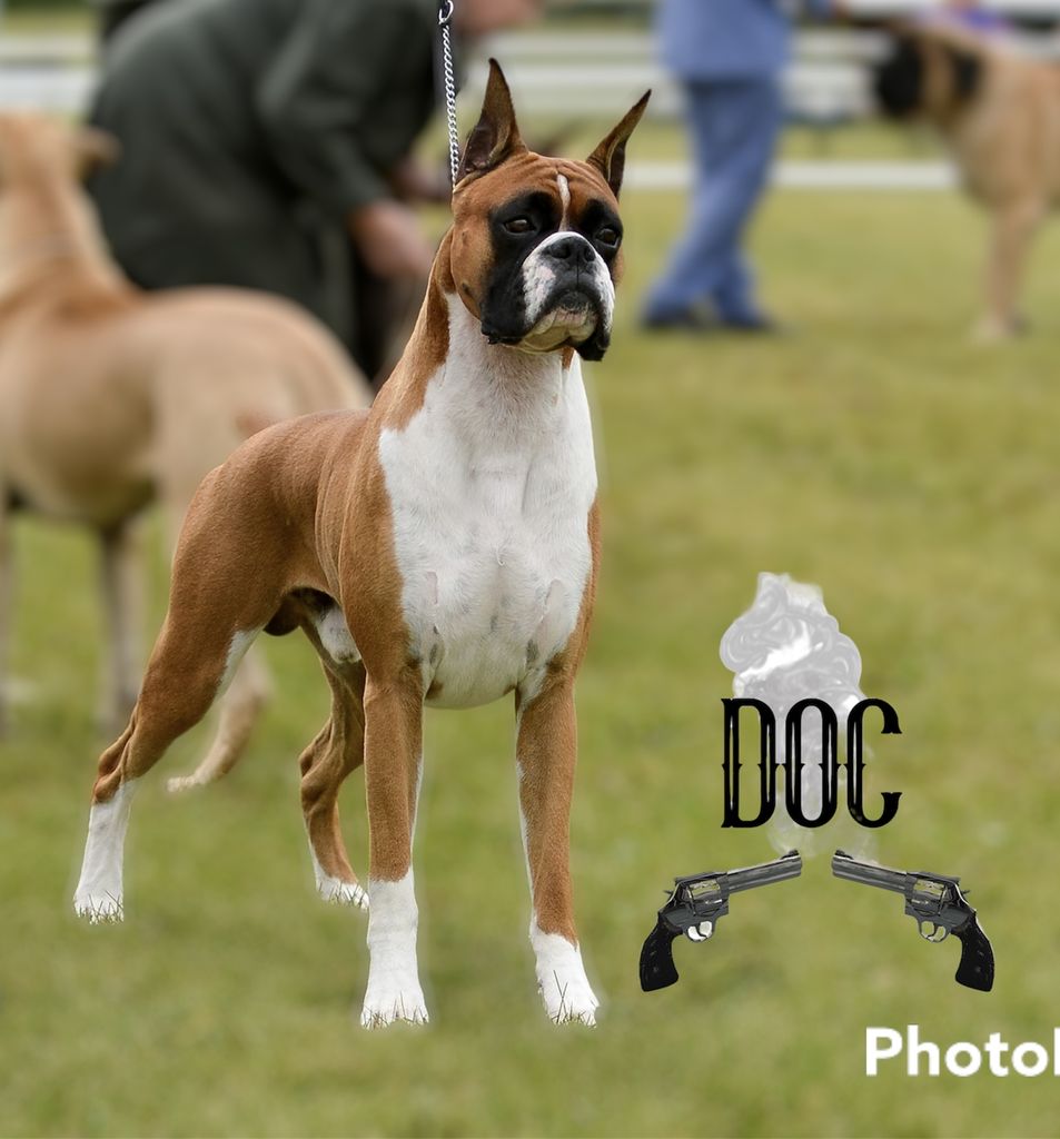 Boxer - The Breed Archive