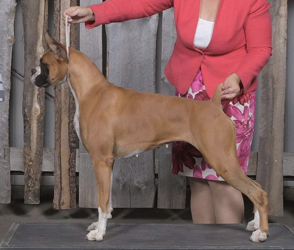 Boxer - The Breed Archive