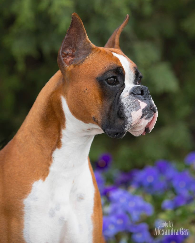 Boxer - The Breed Archive