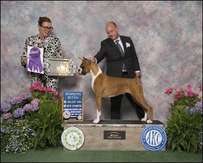 Boxer - The Breed Archive