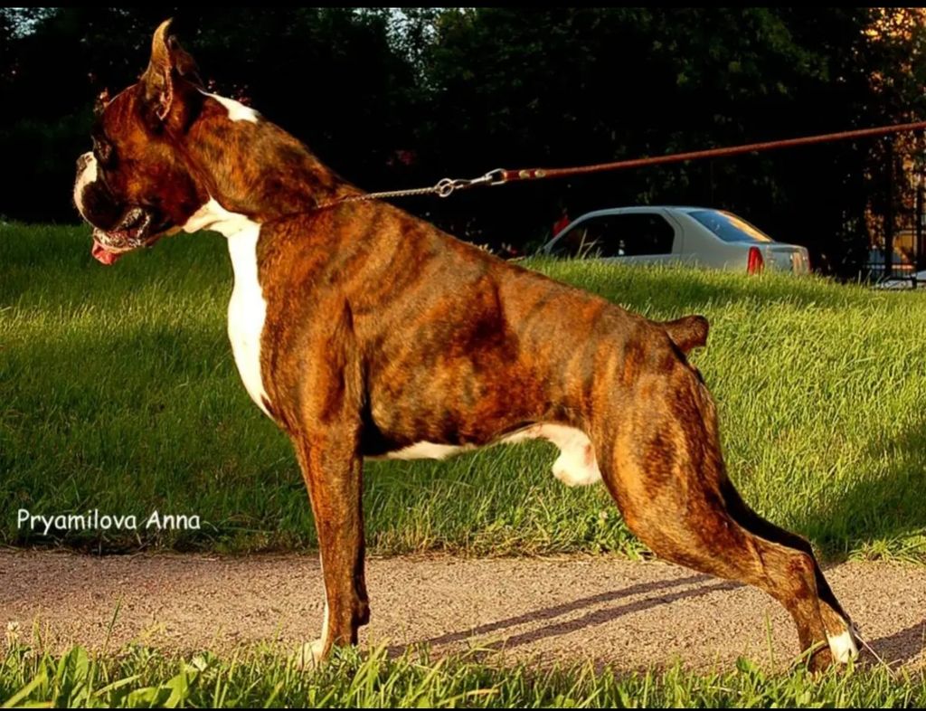 Boxer - The Breed Archive