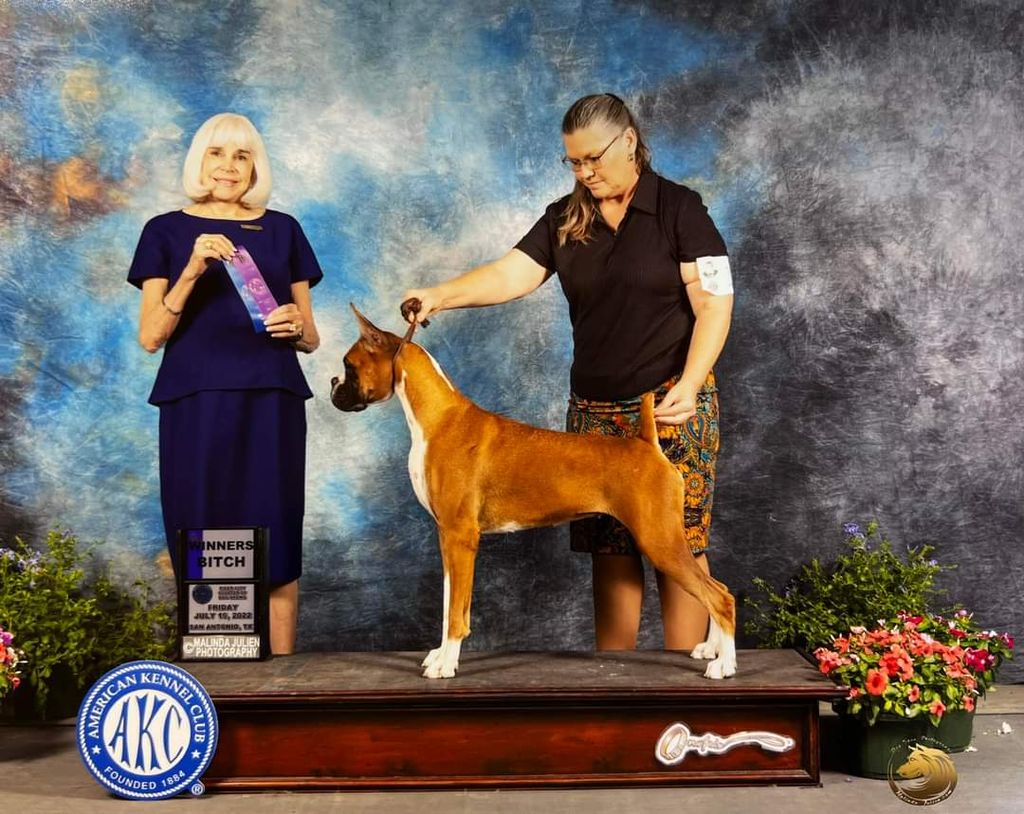 Boxer - The Breed Archive