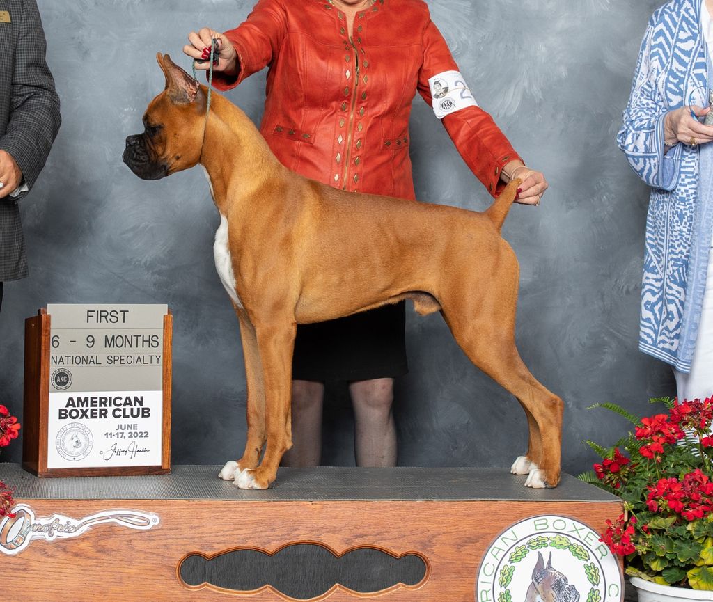 Boxer - The Breed Archive