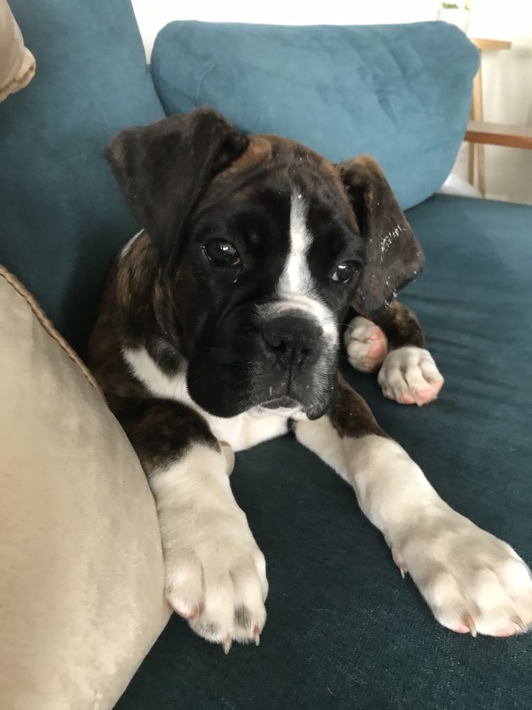 Boxer - The Breed Archive