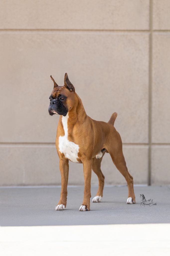 Boxer - The Breed Archive
