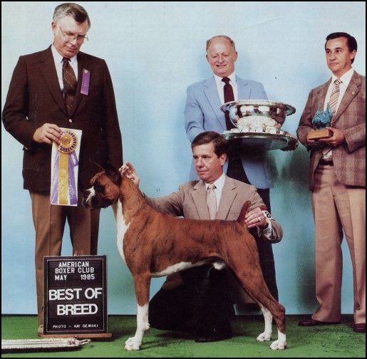 Boxer - The Breed Archive